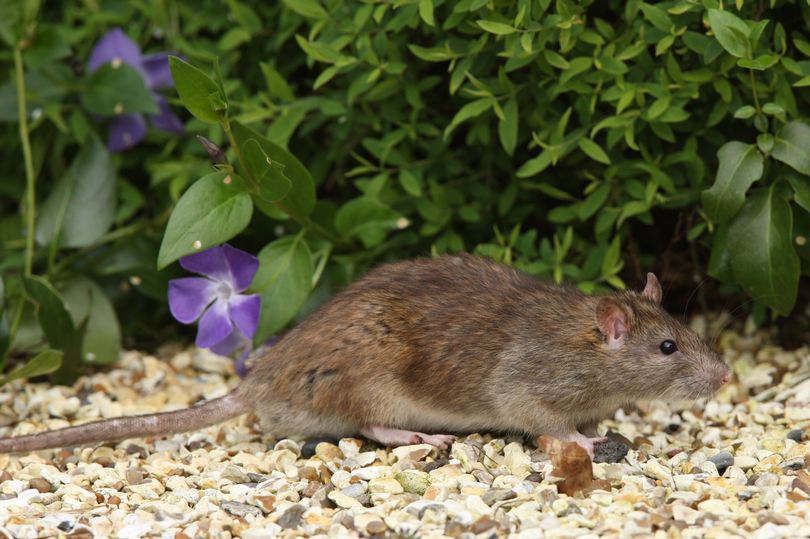 'I'm a rat expert — 2 everyday items are attracting rats to your garden'