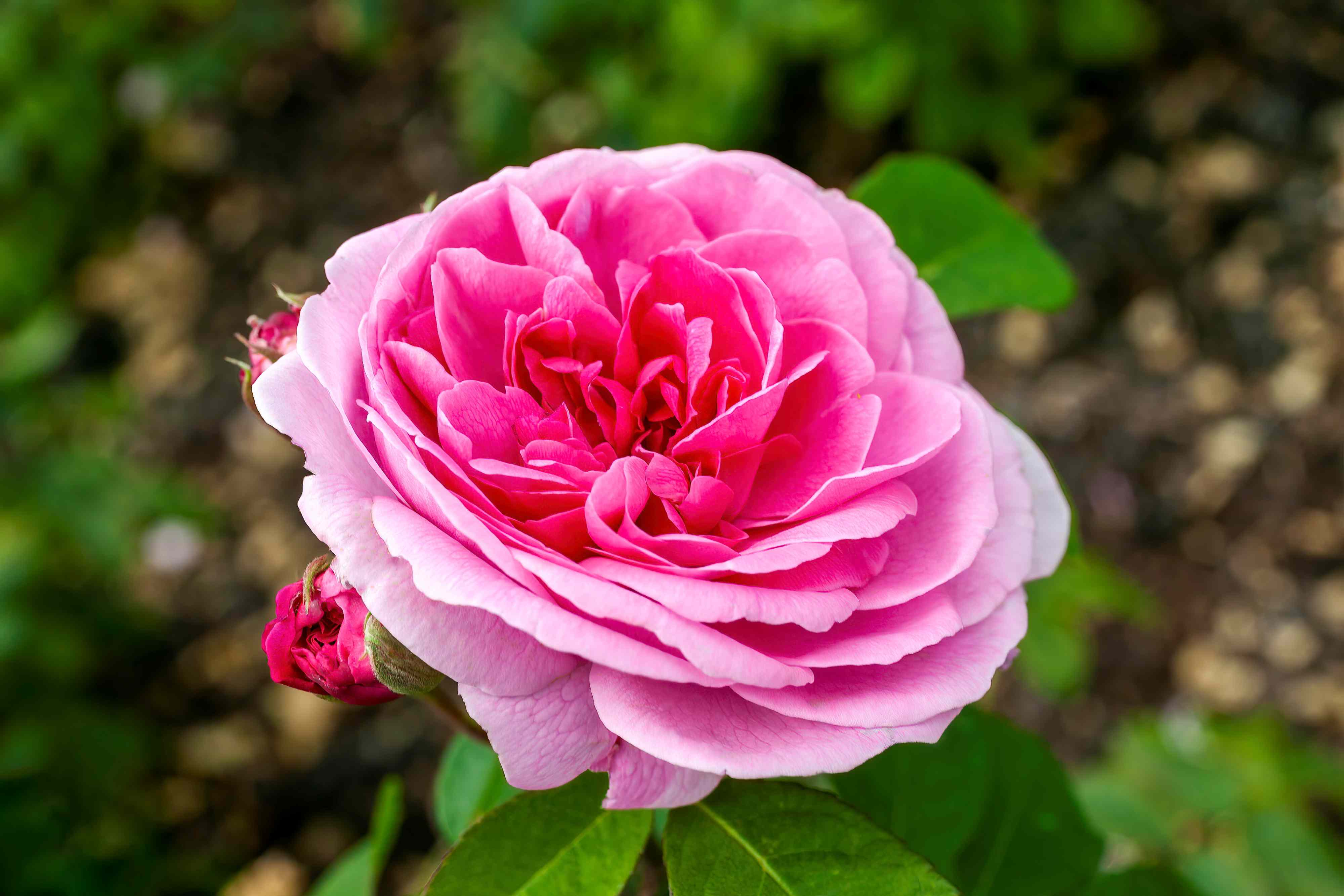This Is the Most Popular Rose in the World—Is It Right for Your Garden?