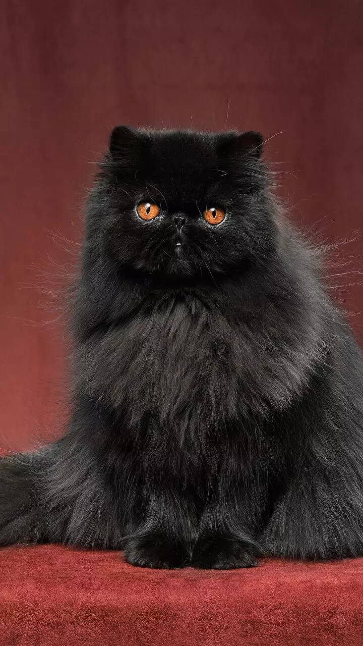 10 things to know before getting a Persian cat