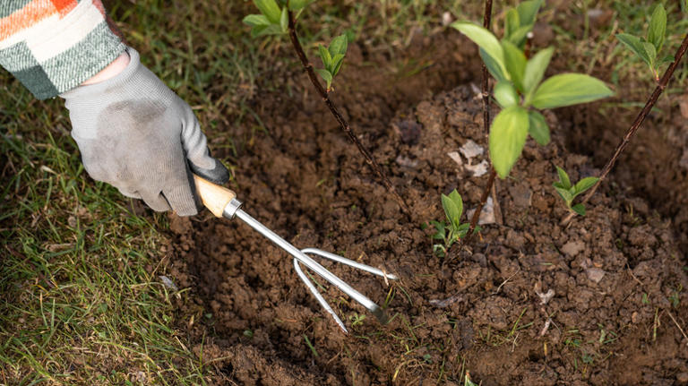 Aerate The Lawn Without Heavy Equipment Using These 4 Tools Already In ...