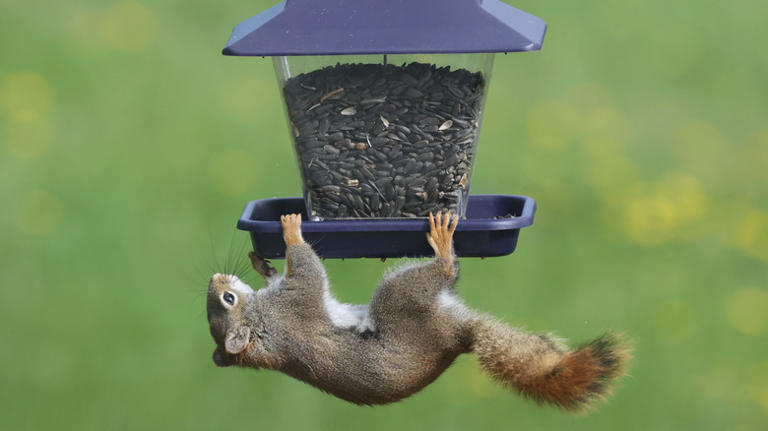 A Coffee Ground Trick That'll Help Deter Pests From Your Bird Feeder