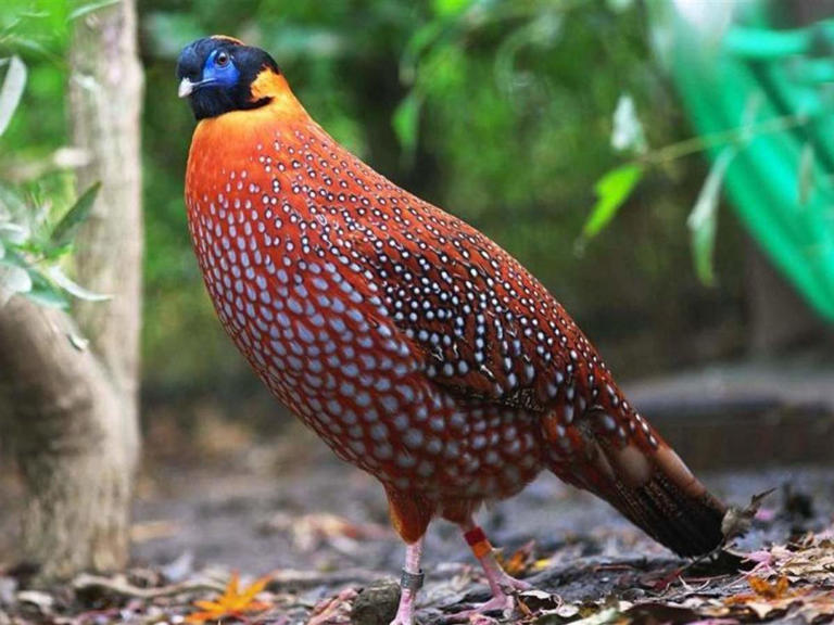 Feels Like A Fairytale: 7 Breathtaking Plants And Animals Found Only In ...