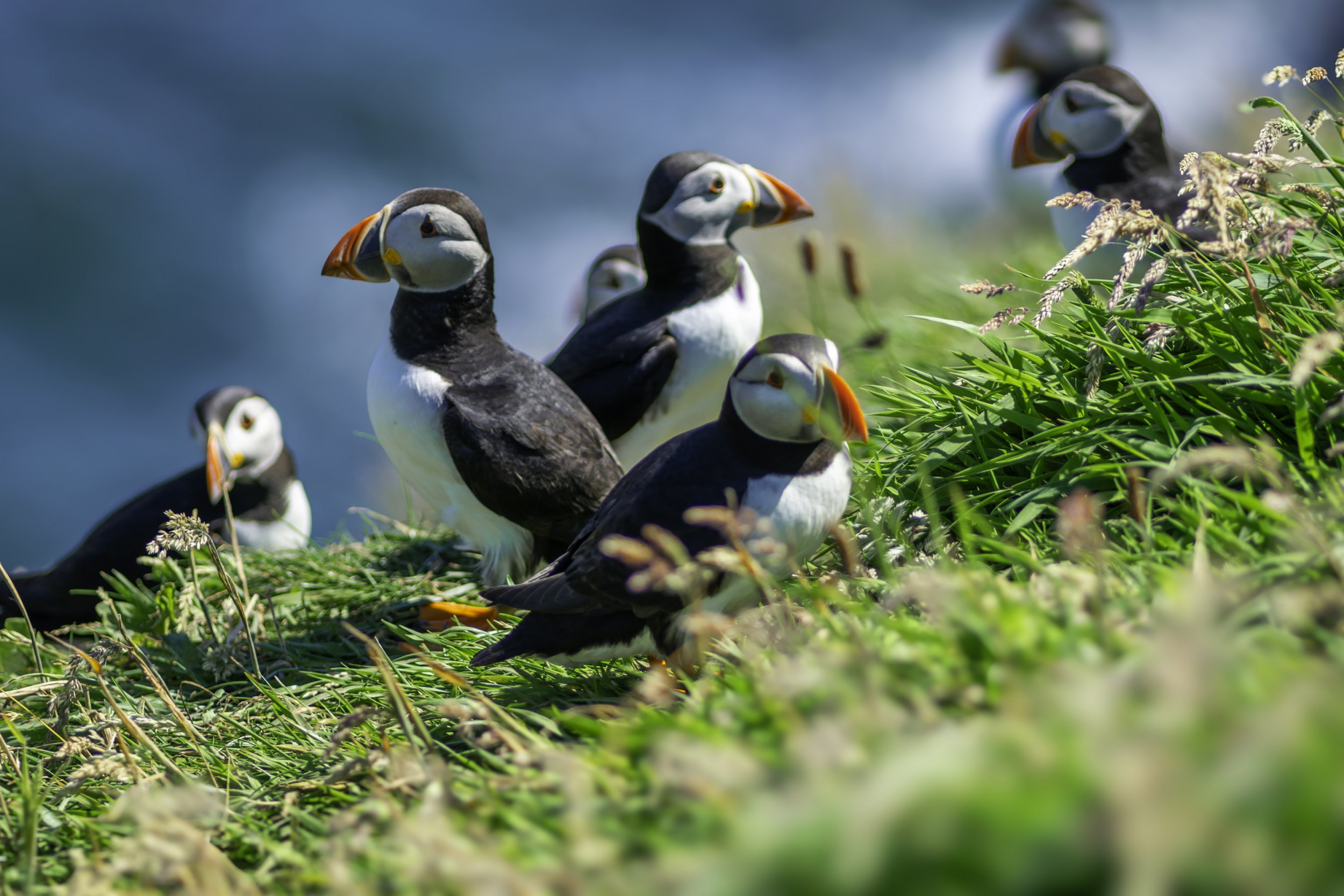 The 10 animal species facing UK extinction
