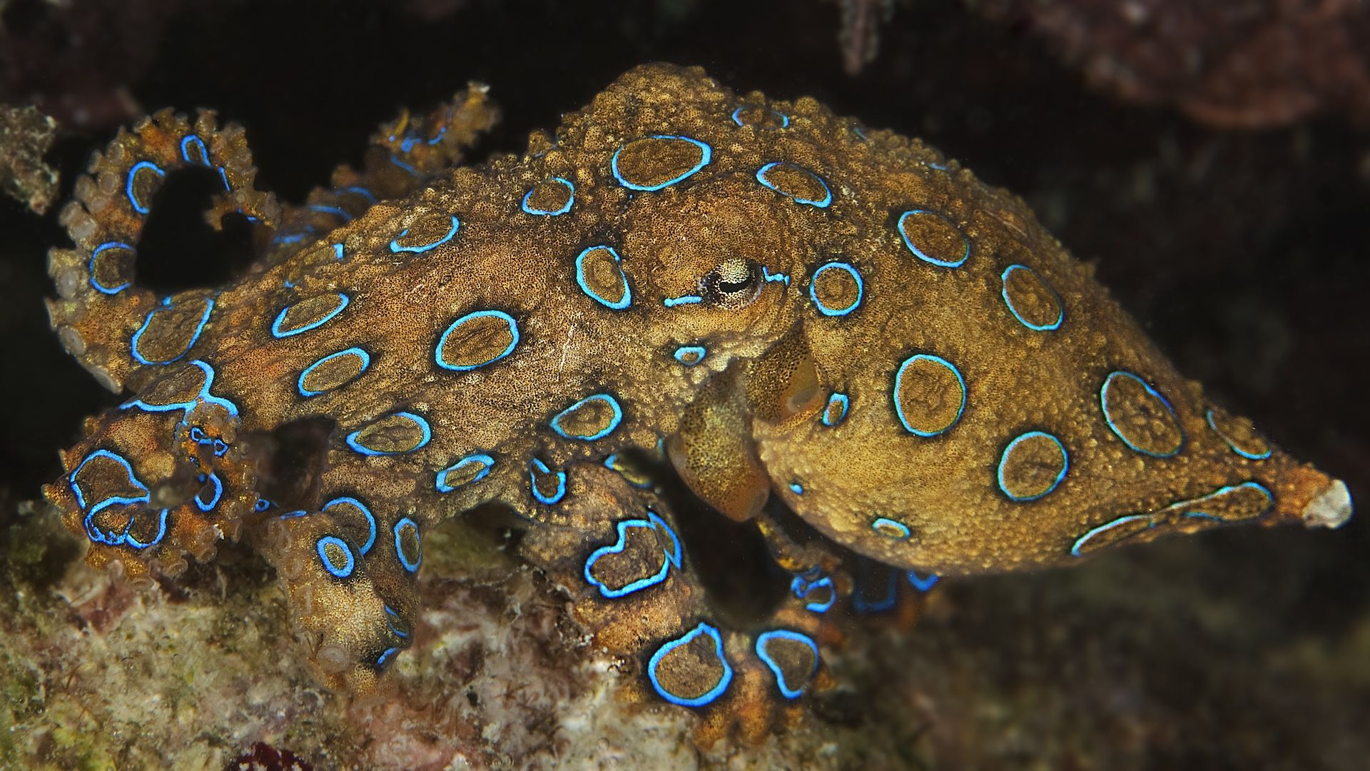Why is the blue-ringed octopus so deadly?