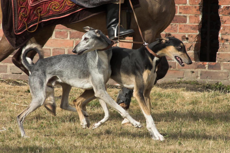 A Guide to 21 Sighthound Breeds