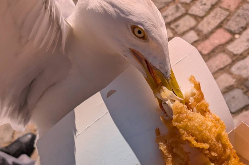 Scottish man's fish supper gulped by seagull after seven-hour trip to ...
