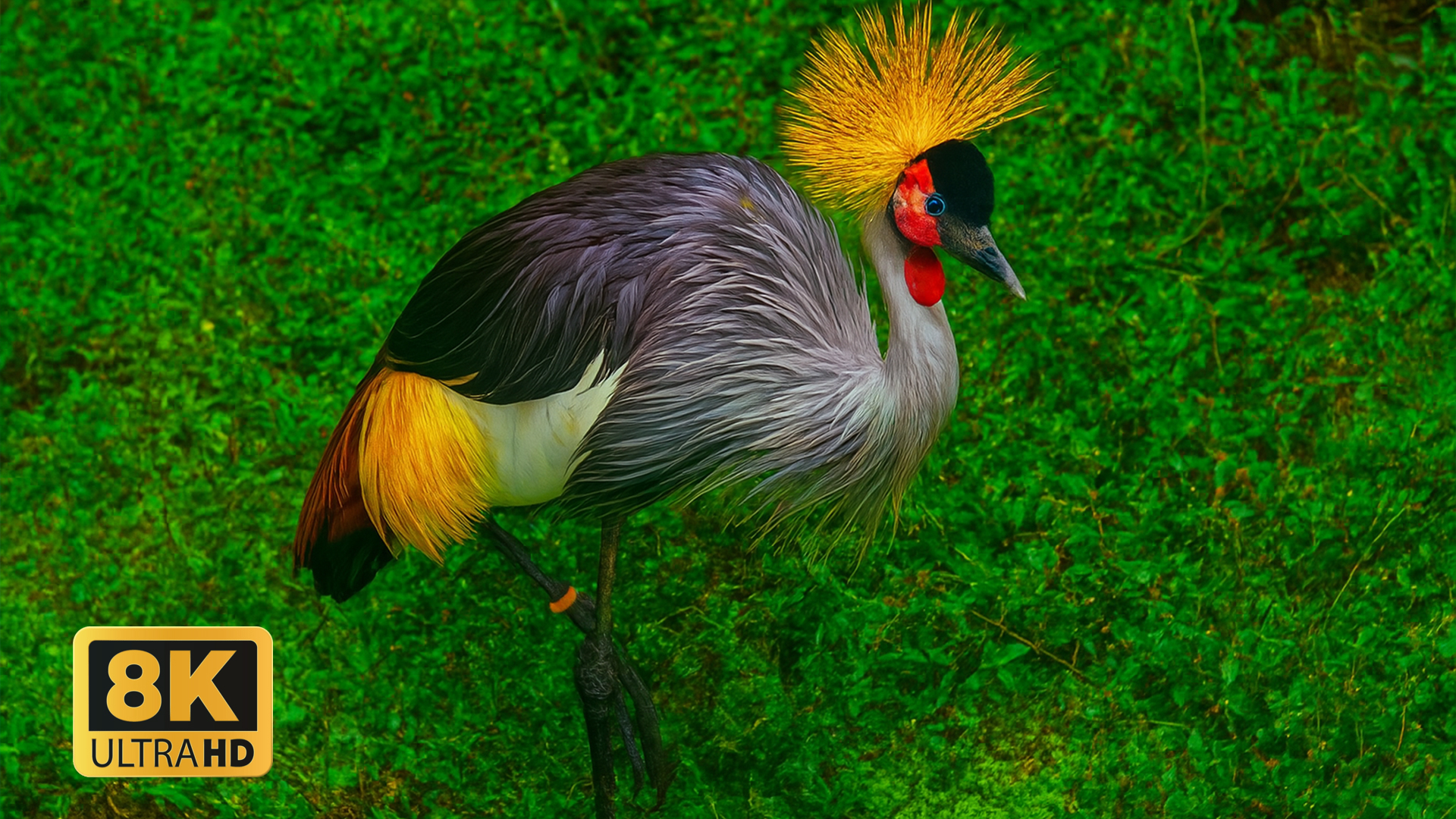 Explosive Colors in Brilliant 8K HDR at 120FPS – Dolby Vision™ ULTRA HD ...