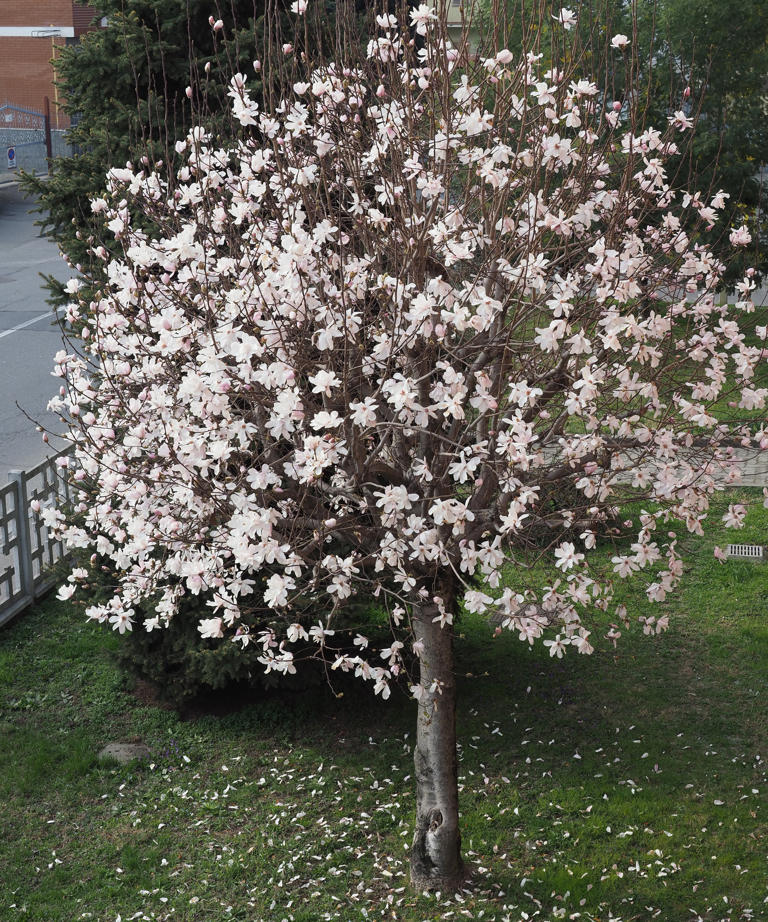 8 resilient trees that will thrive in cities – these species will ...