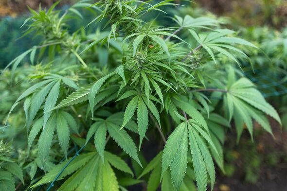 Home Office must wake up and smell the coffee - cannabis is NOT harmless