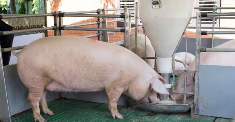 Exploring the World of Pigs: A Comprehensive Guide to the Largest Breeds