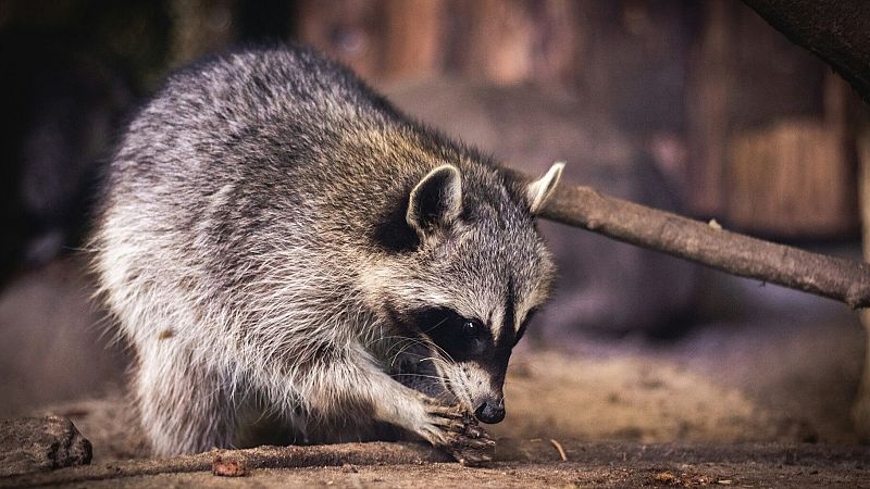 Raccoons may look cute, but scientists warn they’re causing ecological ...