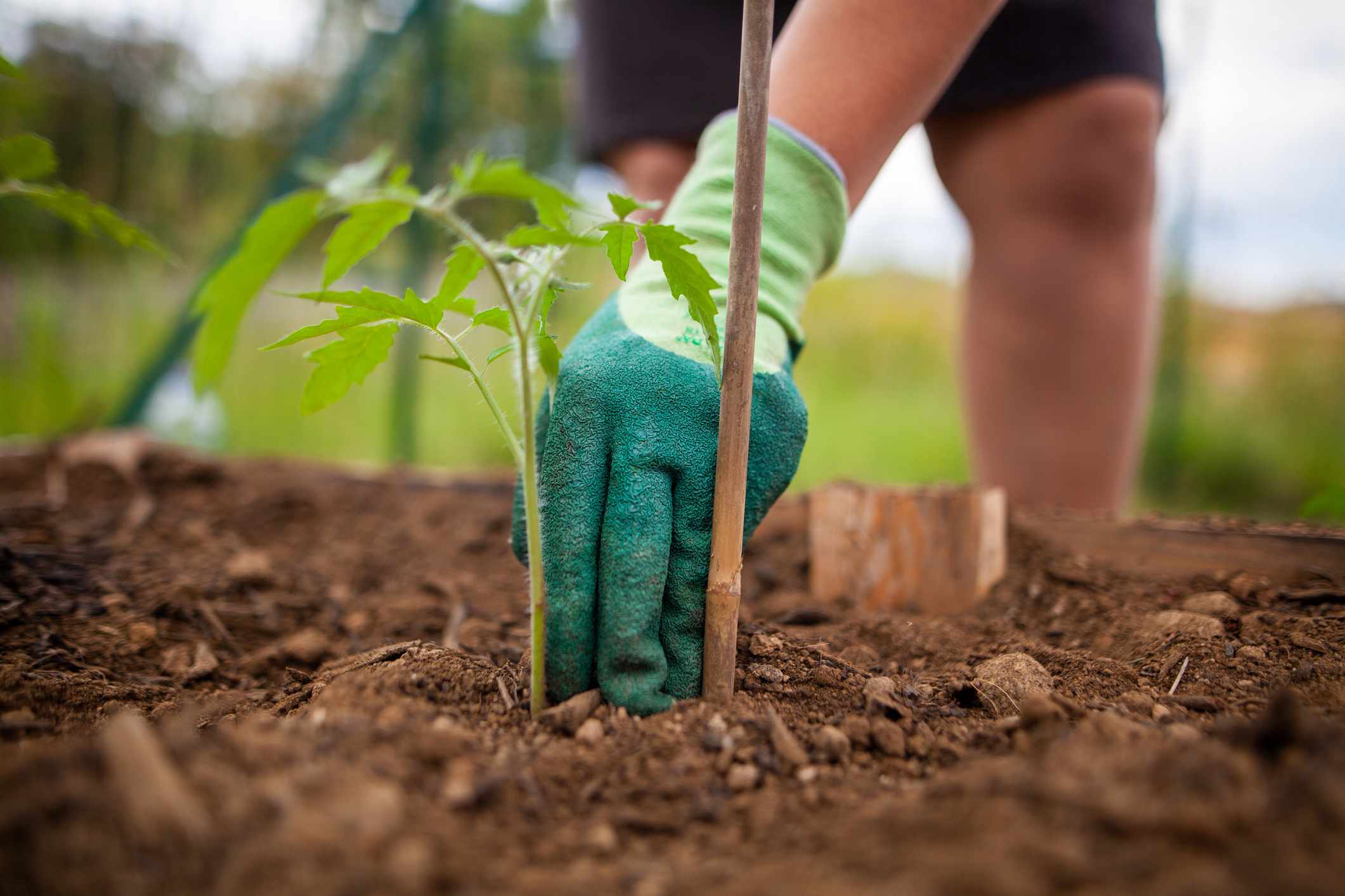 The Best Gardening Tip I Ever Got Was From My Neighbor, and My Harvests ...