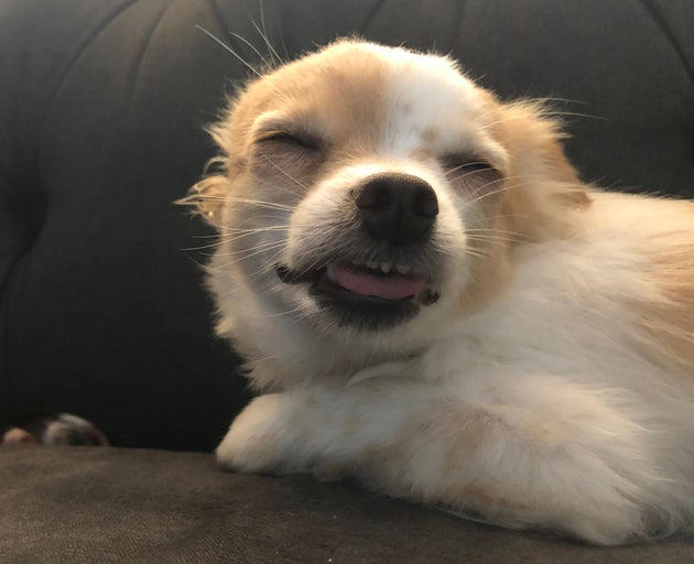 What To Do If Your Dog Eats Weed