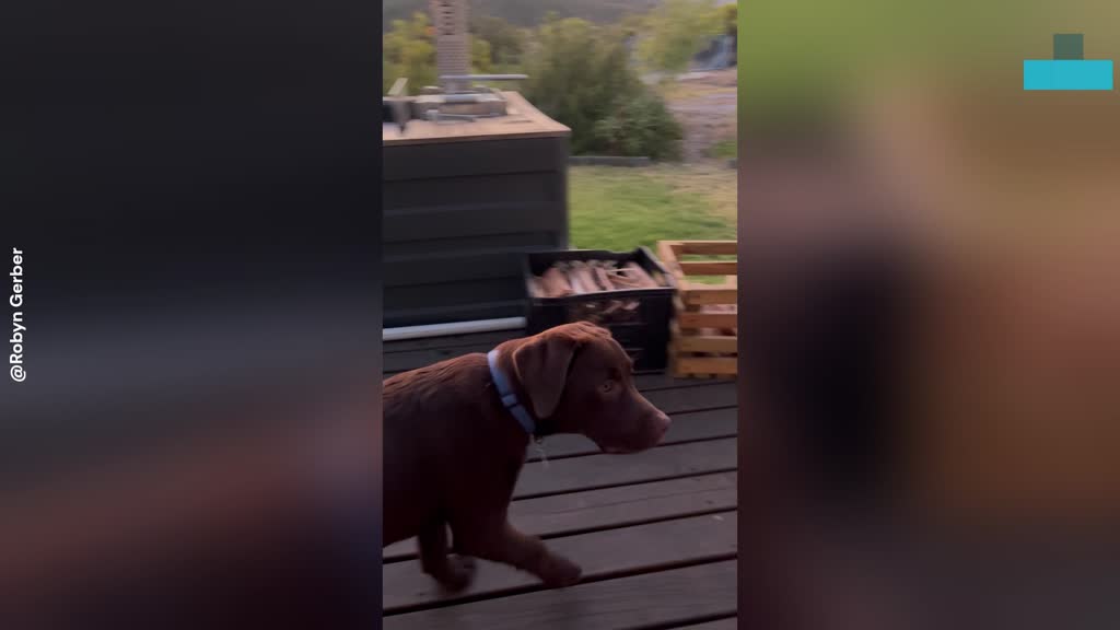 Labrador's Hot Tub Jump Ends In Instant Regret