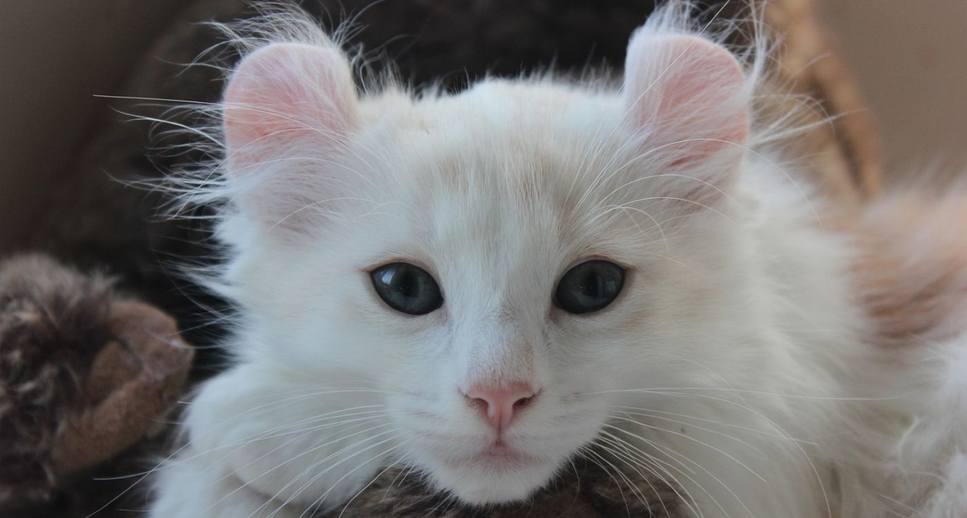 Meet the Most Beautiful White Cat Breeds in the World