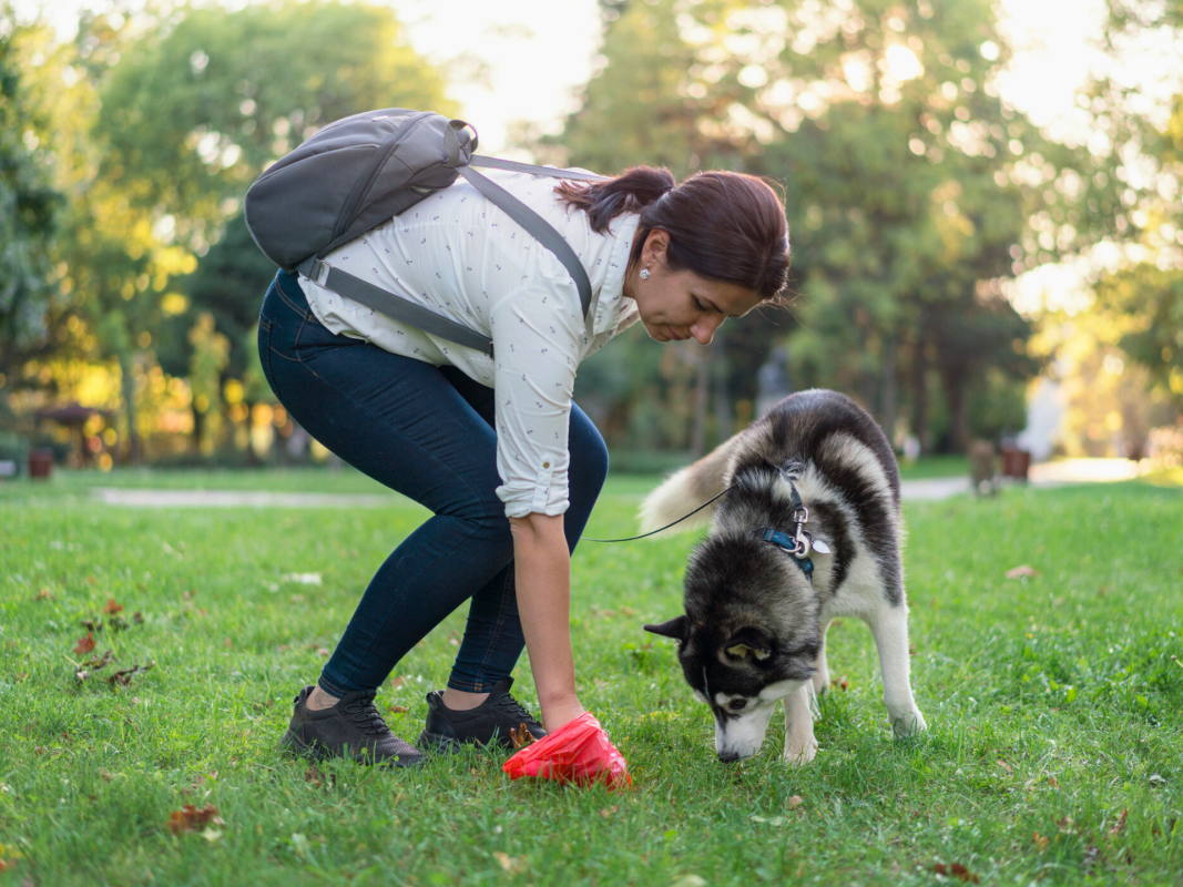 6 Weird Things Your Dog’s Poop Can Tell You About Their Health