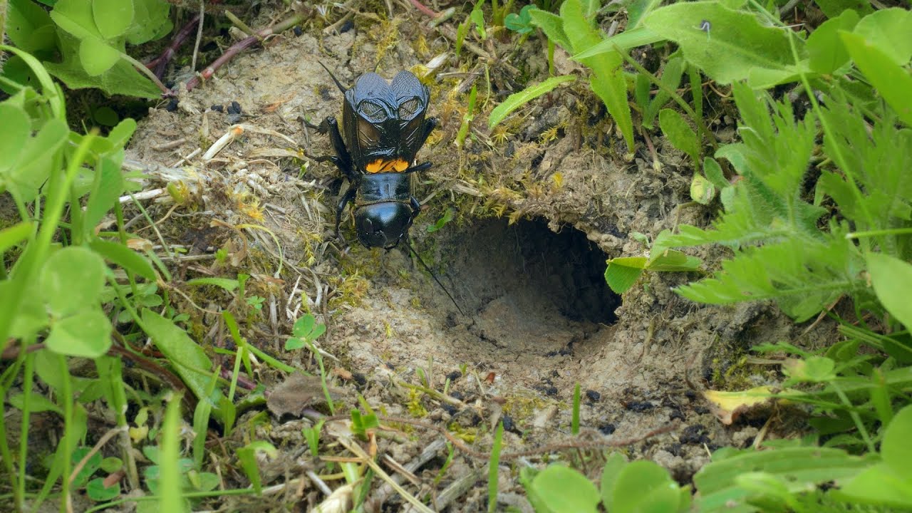 Canto del grillo campestre (estridulación) ~ Gryllus campestris 🦗🎶