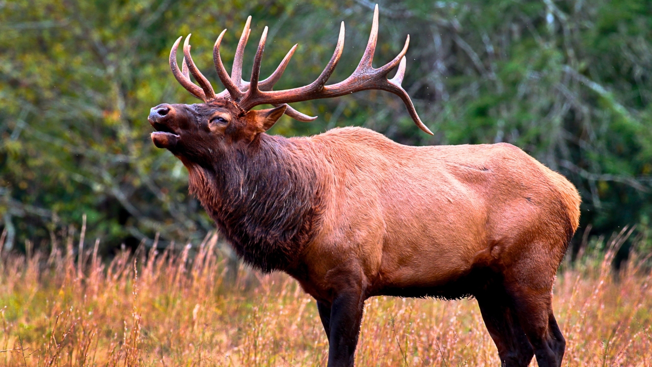 Elk Hunting Mistakes You Don’t Know You’re Making