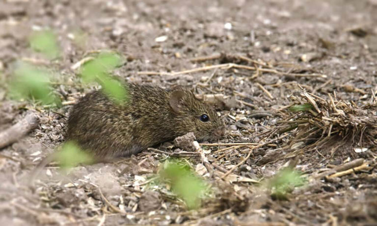 Tiniest Rodents: The 5 Most Common Mouse Species
