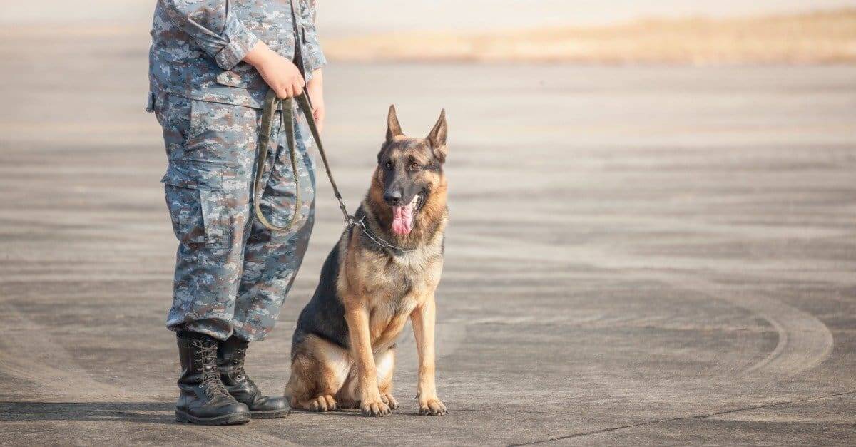 Courageous Creatures: Animals in Military Service