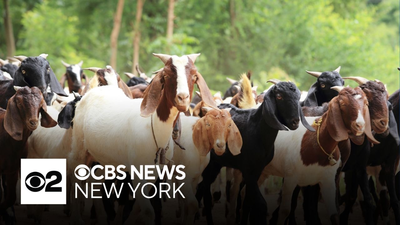 Great Goat Graze-Off in NYC hosted by Major League Eating