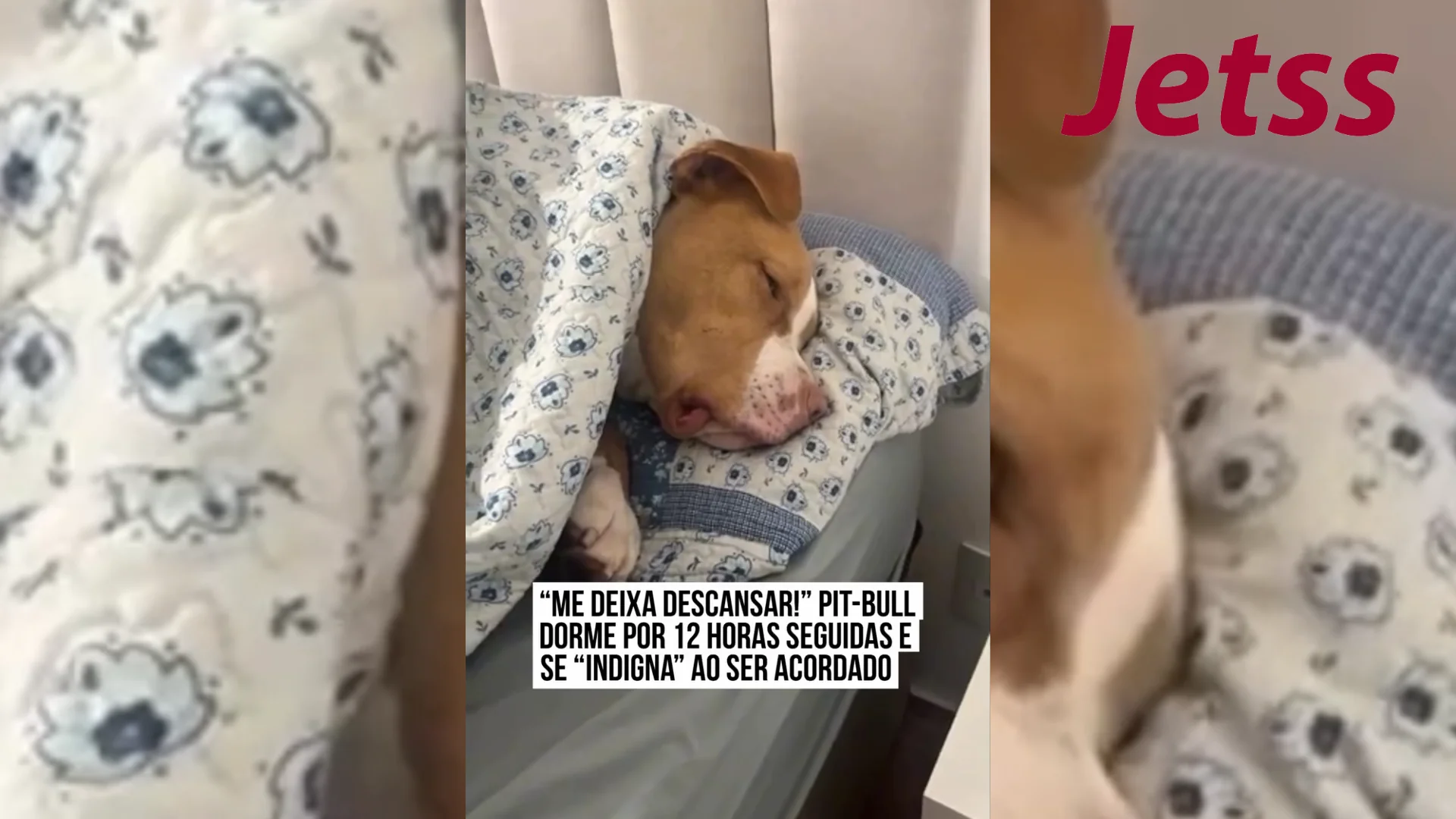 Pit-bull tira 12 horas de sono direto e vira meme na internet