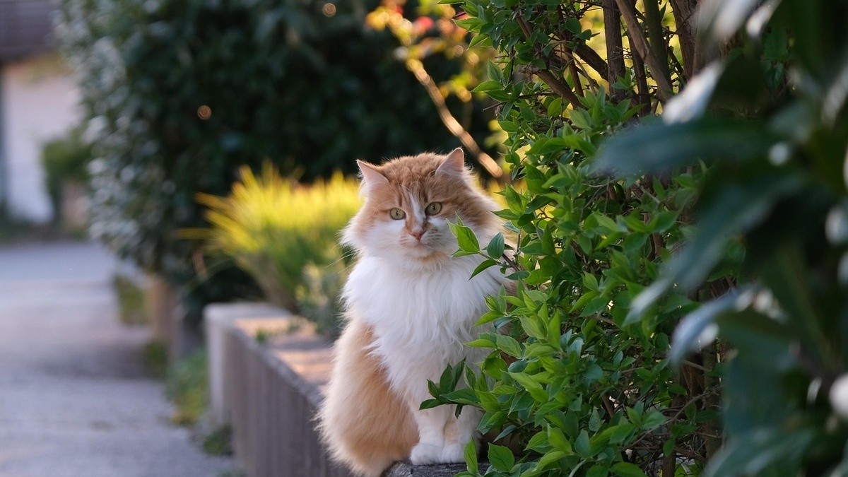 Ideas to transform your backyard into a true paradise for your cat