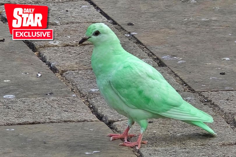 RSPCA say 'don't disturb' bright green pigeon locals dub 'radioactive'
