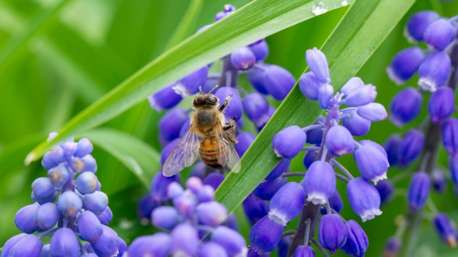 Invasive Plants and Pollinators: Do They Need Each Other?