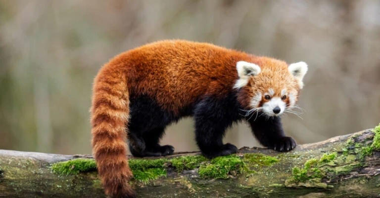 More than a pretty face: The hidden engineering of the red panda