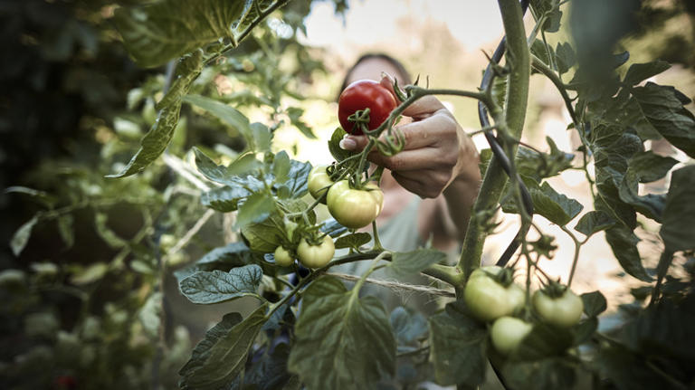 Why Martha Stewart Gardens With A Crowbar (And How It Benefits Tomato ...