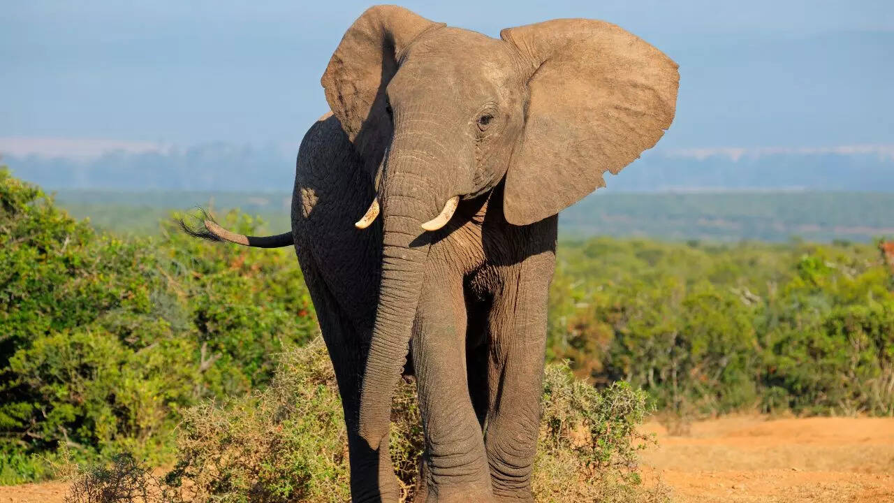 Why do these animals have such huge ears? The truth is surprisingly smart