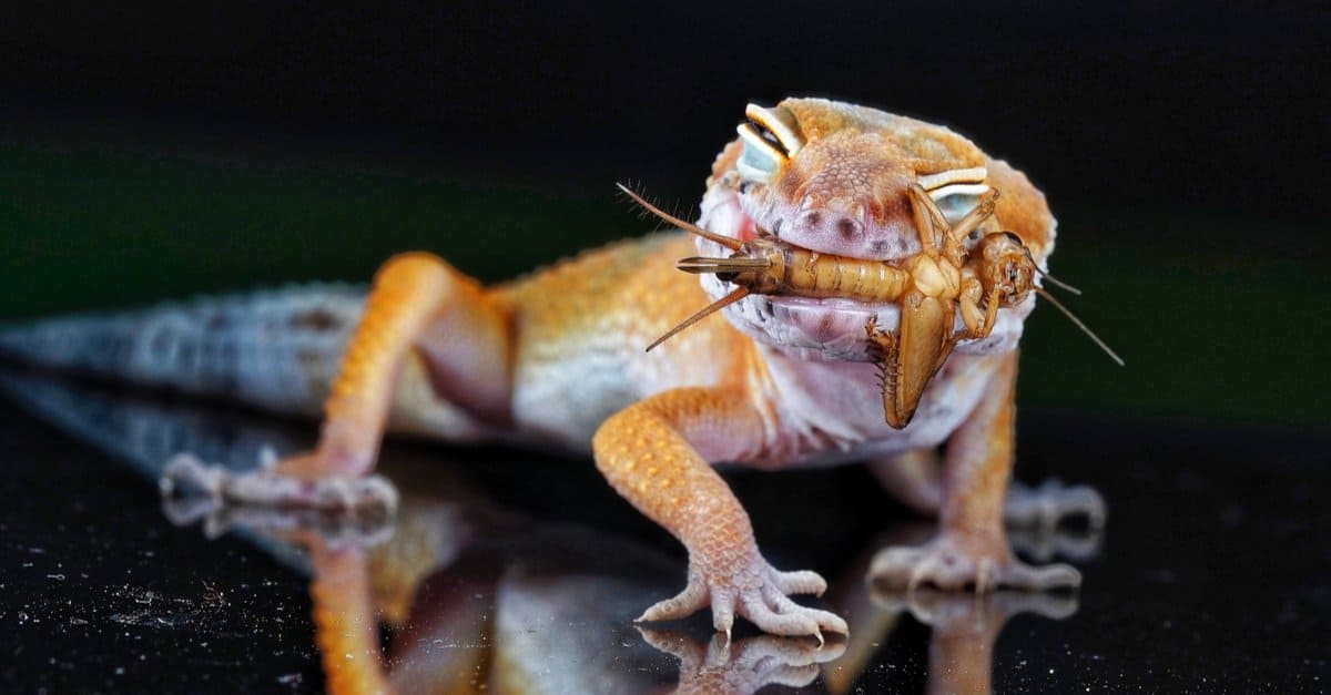 What Do Geckos Eat? 12 Foods in Their Diet