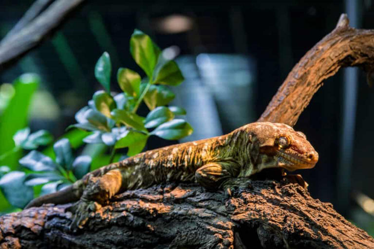 This Is the World’s Largest Gecko