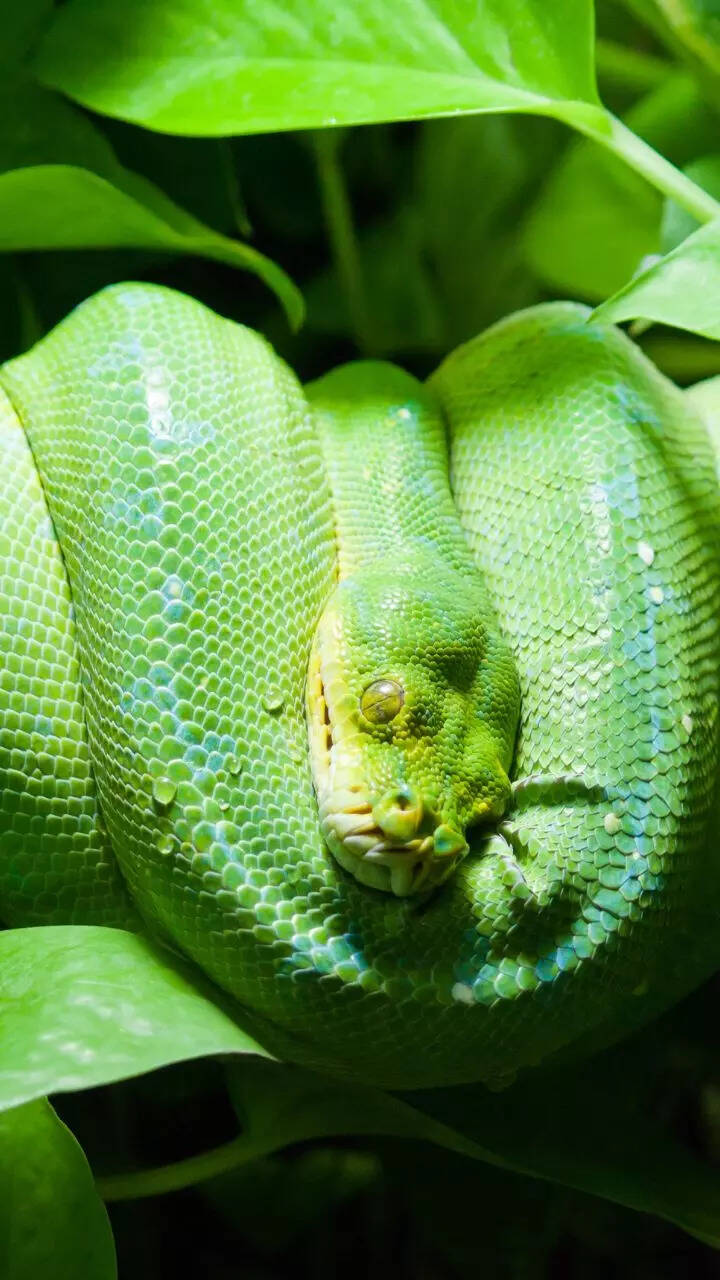 10 snakes in India that can be frequently spotted in the monsoon