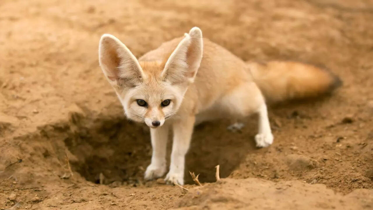 Why do these animals have such huge ears? The truth is surprisingly smart