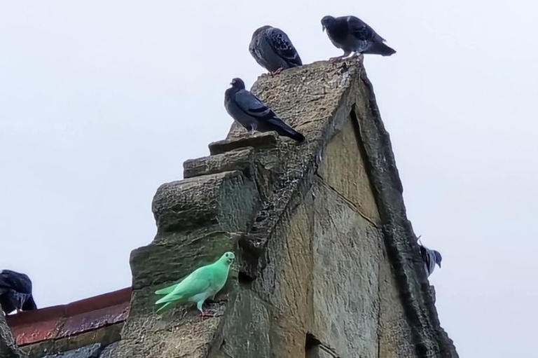 RSPCA say 'don't disturb' bright green pigeon locals dub 'radioactive'