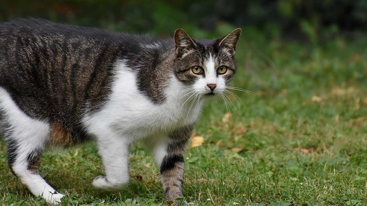 Ideas to transform your backyard into a true paradise for your cat