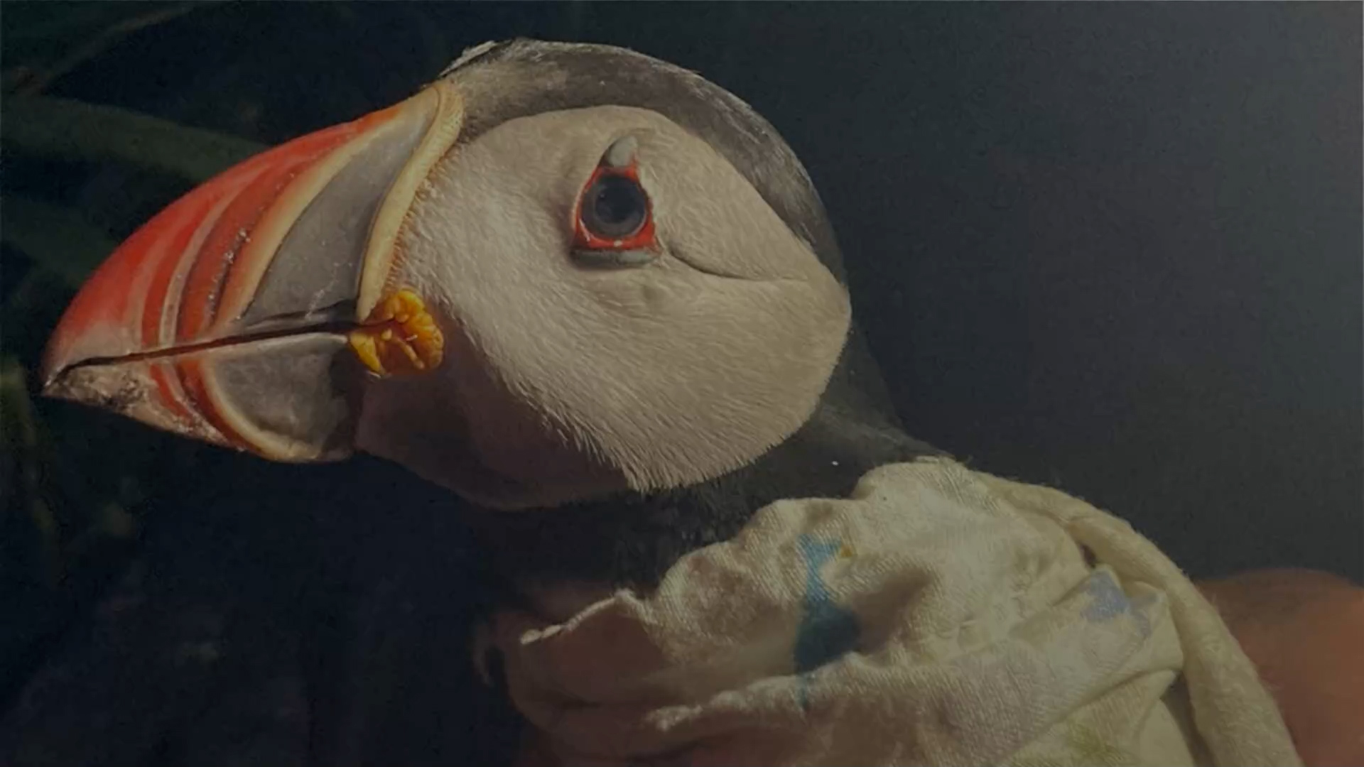 Scientists discover one of the oldest known puffins