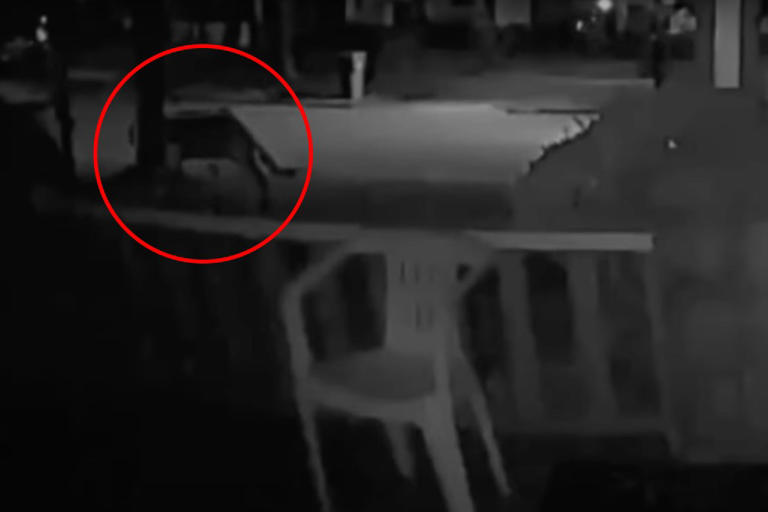 Possible rare mountain lion sighting in Rochester has residents ...