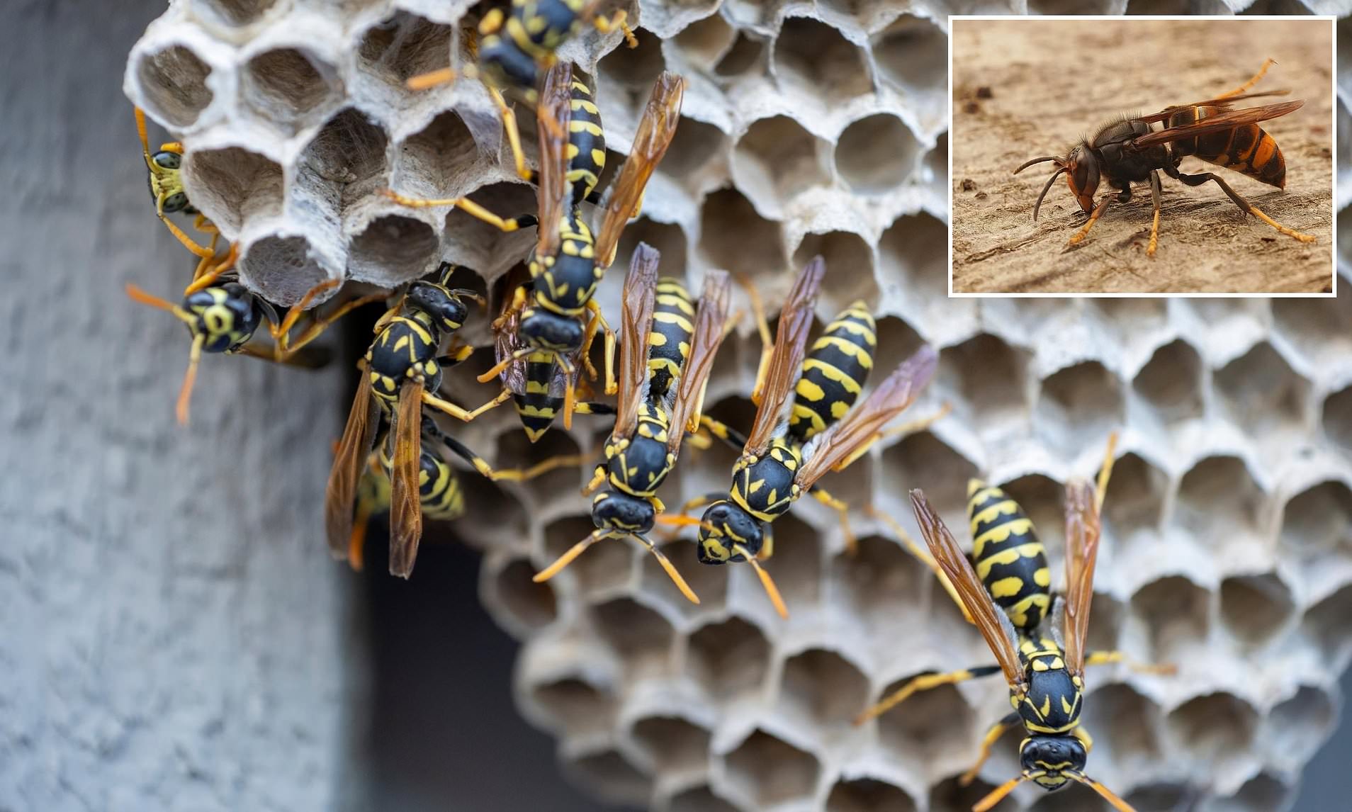 There really ARE more wasps this year! Driest spring in 132 years plus ...