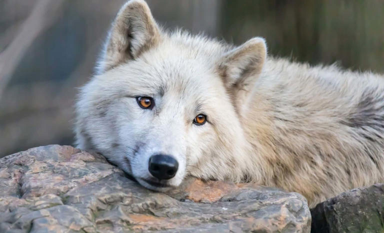 The World’s Oldest Dog Breed Might Be Right Under Our Noses