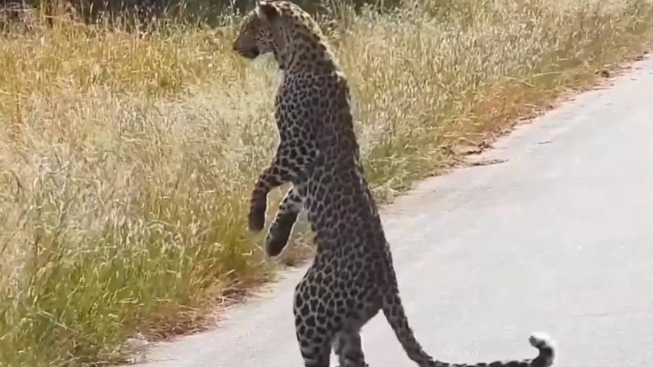 Watch: Leopard stands on two legs ‘like a human’ in rare safari ...