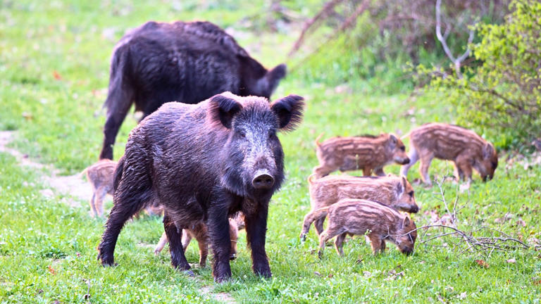 8 animals that won’t hesitate to defend their young