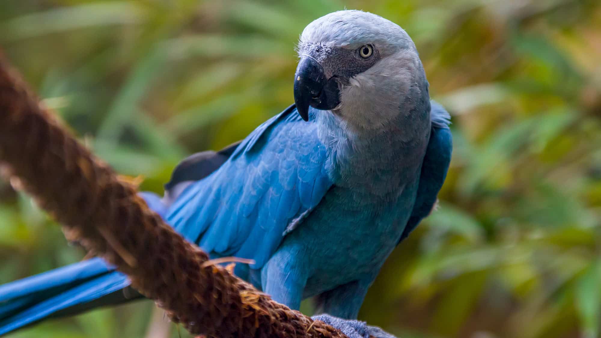 13 Secretive Birds That Could Slip Past You Without A Trace