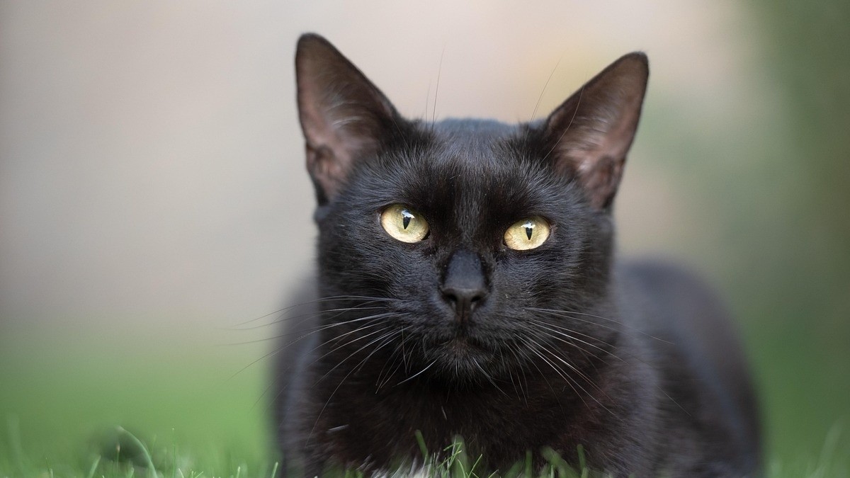 Things to avoid if you're bringing a new cat home