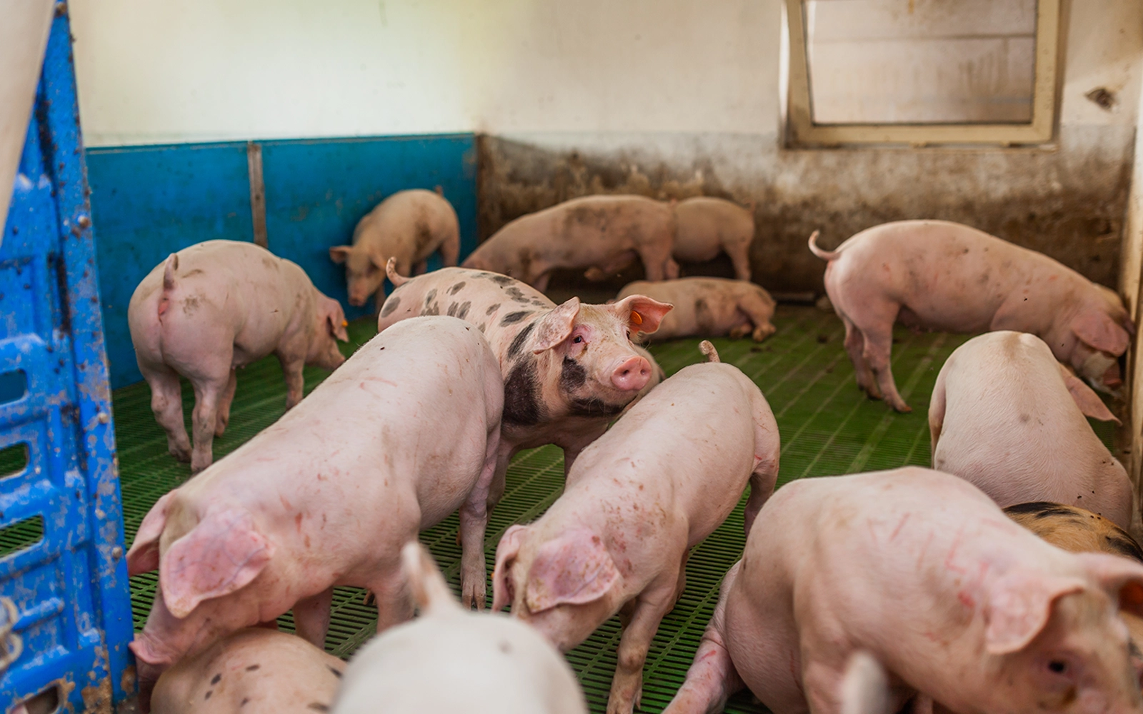 50 pigs dead as African swine fever infects 3 Penang farms