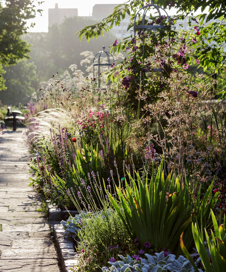 How to grow shooting star – for a tough yet pretty flowering ground ...