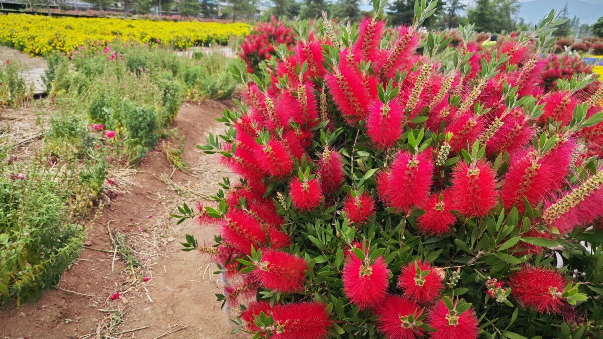 Beautiful Red Flowering Shrubs That Make Your Landscape Pop