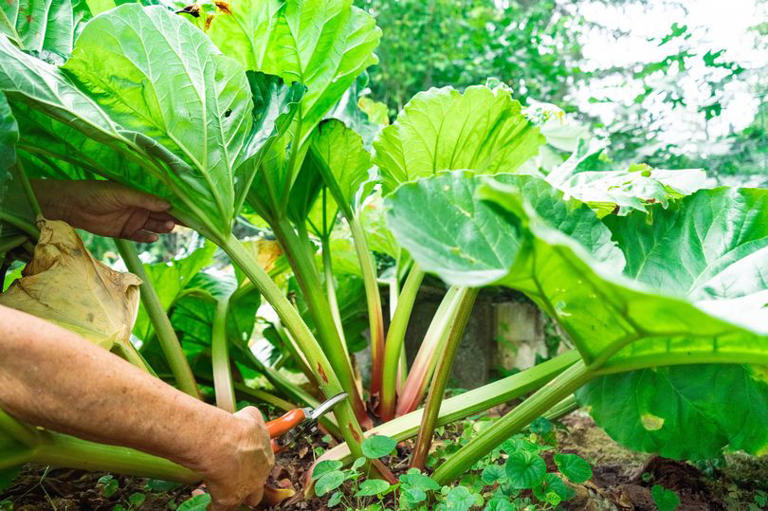 Gardeners told rhubarb will be 'vibrant' and 'juicy' if gardeners ...